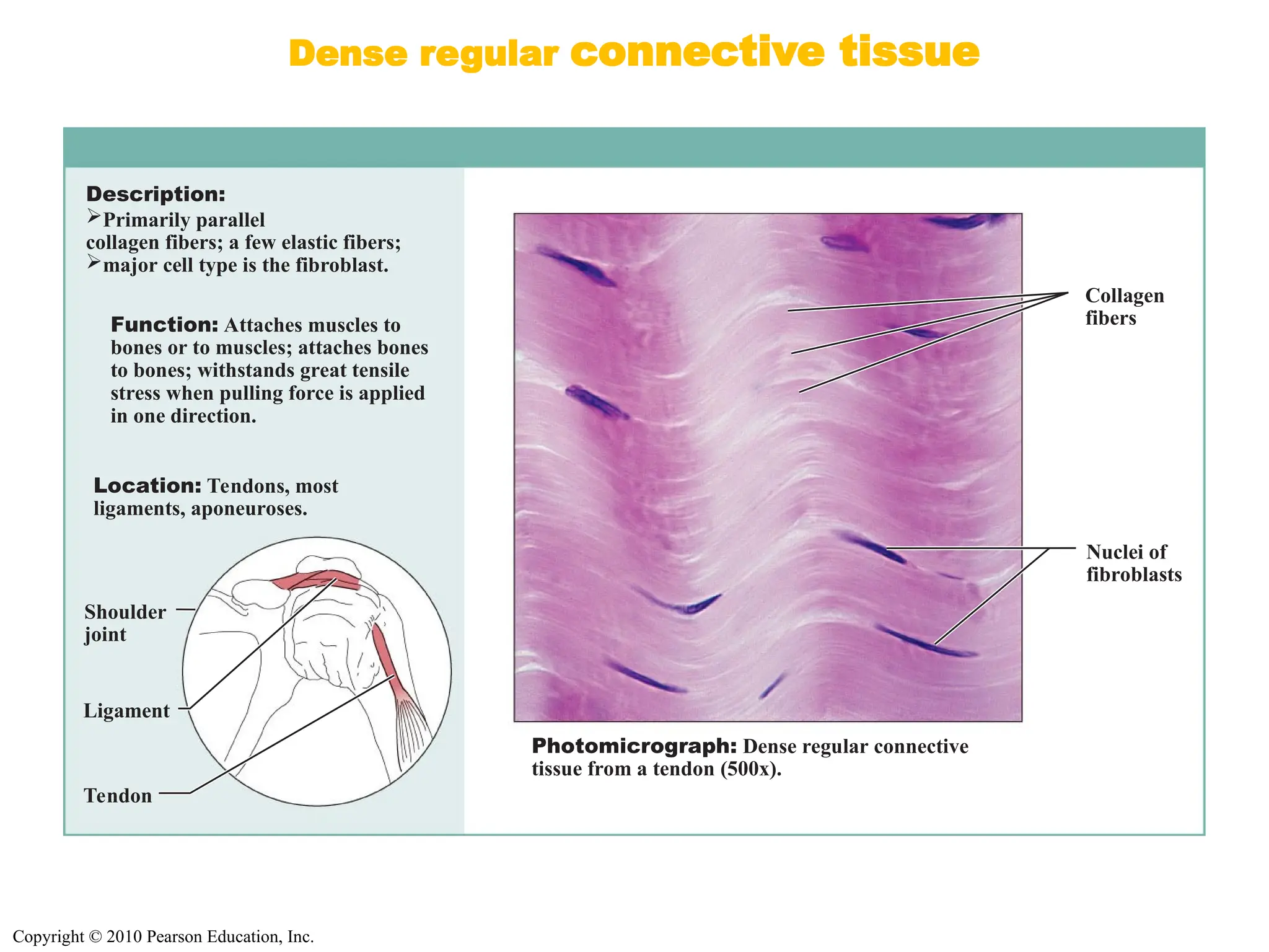 Proper Connective Tissue histology class | PPT