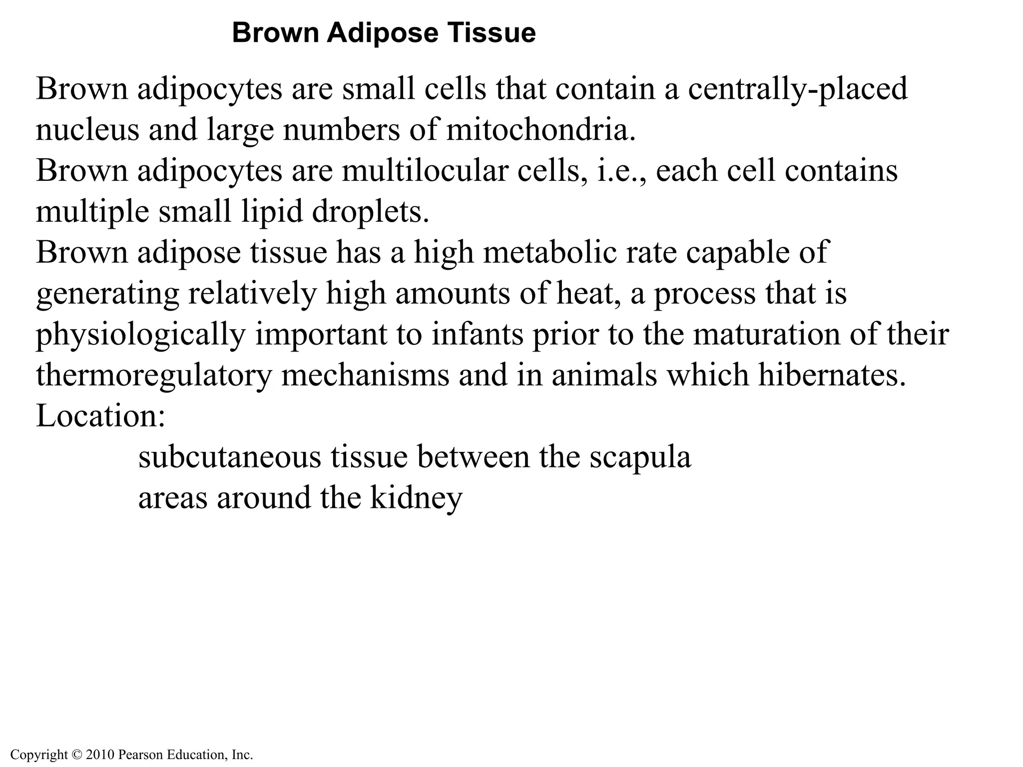 Proper Connective Tissue histology class | PPT