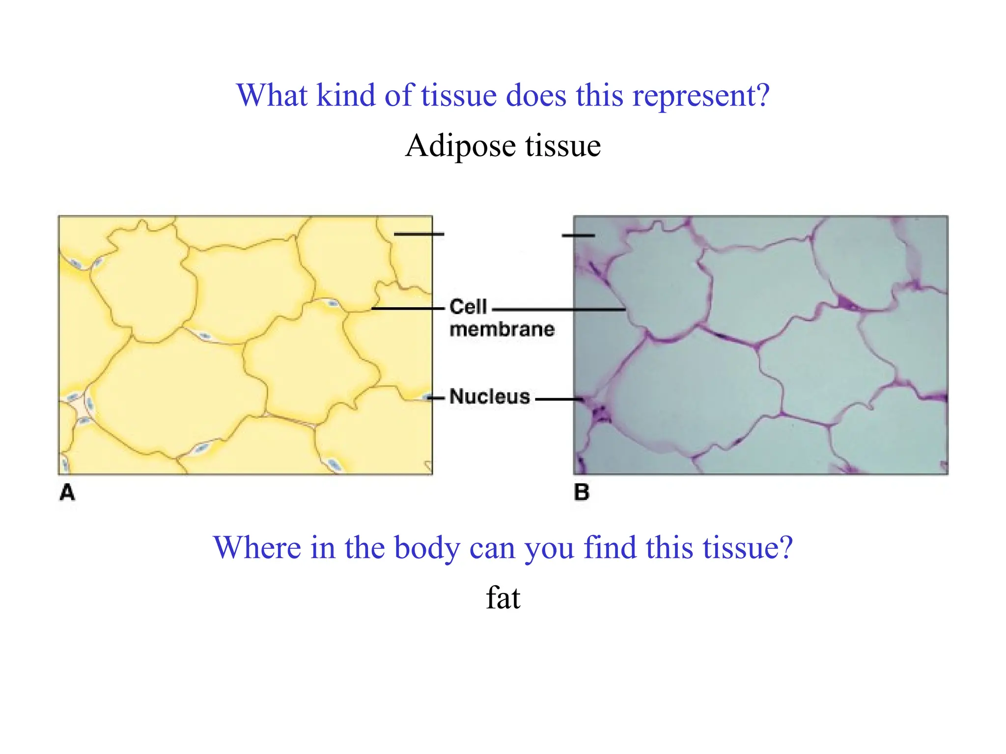 Proper Connective Tissue histology class | PPT
