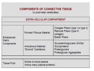 Proper Connective Tissue histology class | PPT