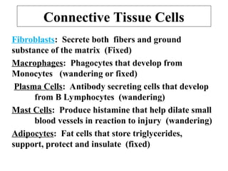 Proper Connective Tissue histology class | PPT