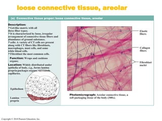 Proper Connective Tissue histology class | PPT