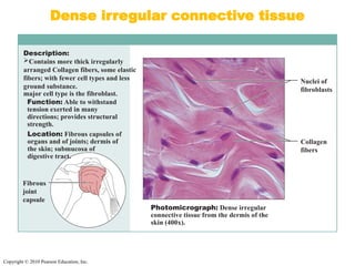 Proper Connective Tissue histology class | PPT