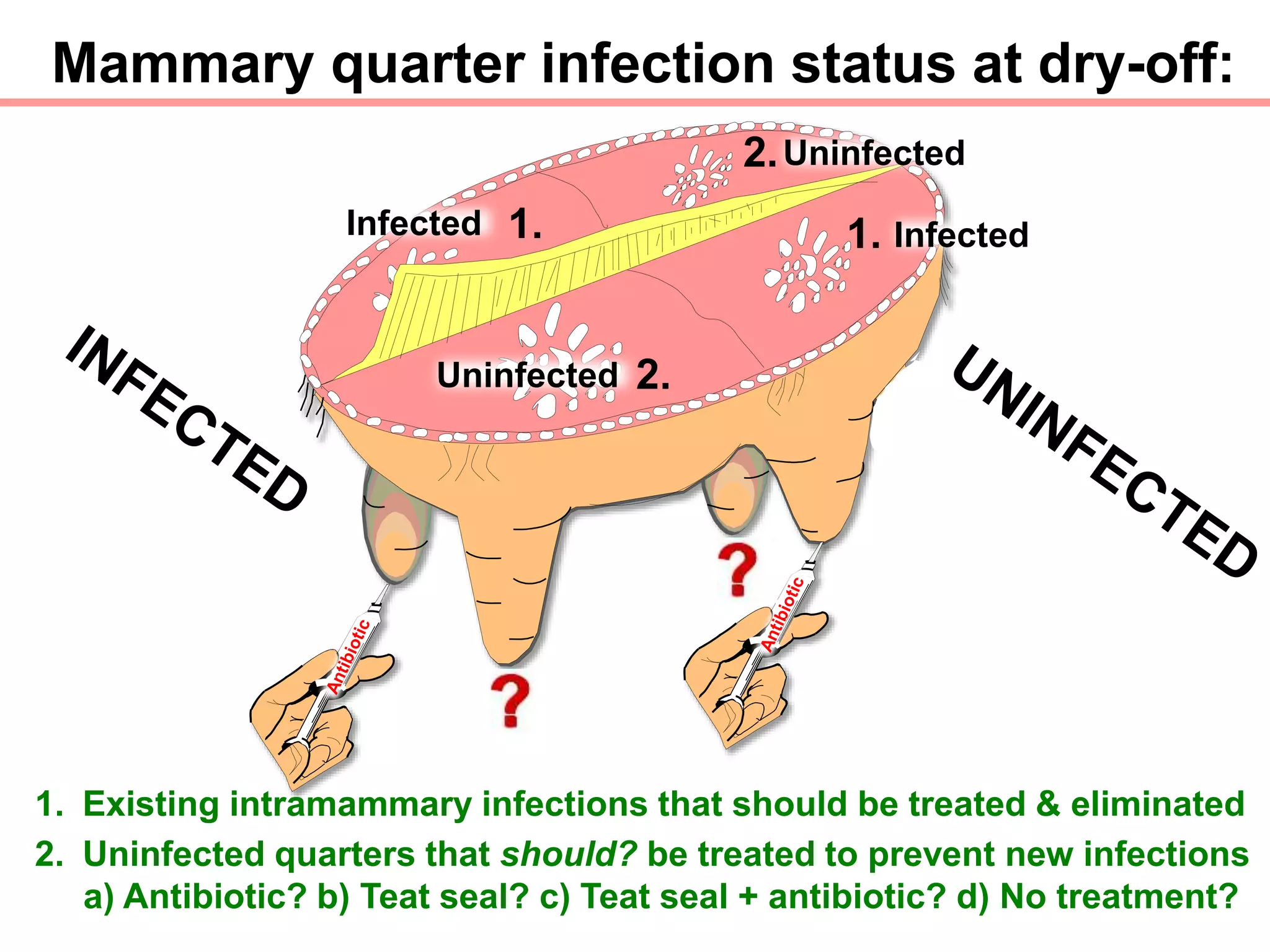 Proper Dry-Off Procedures to Prevent New Infections and Cure Existing ...