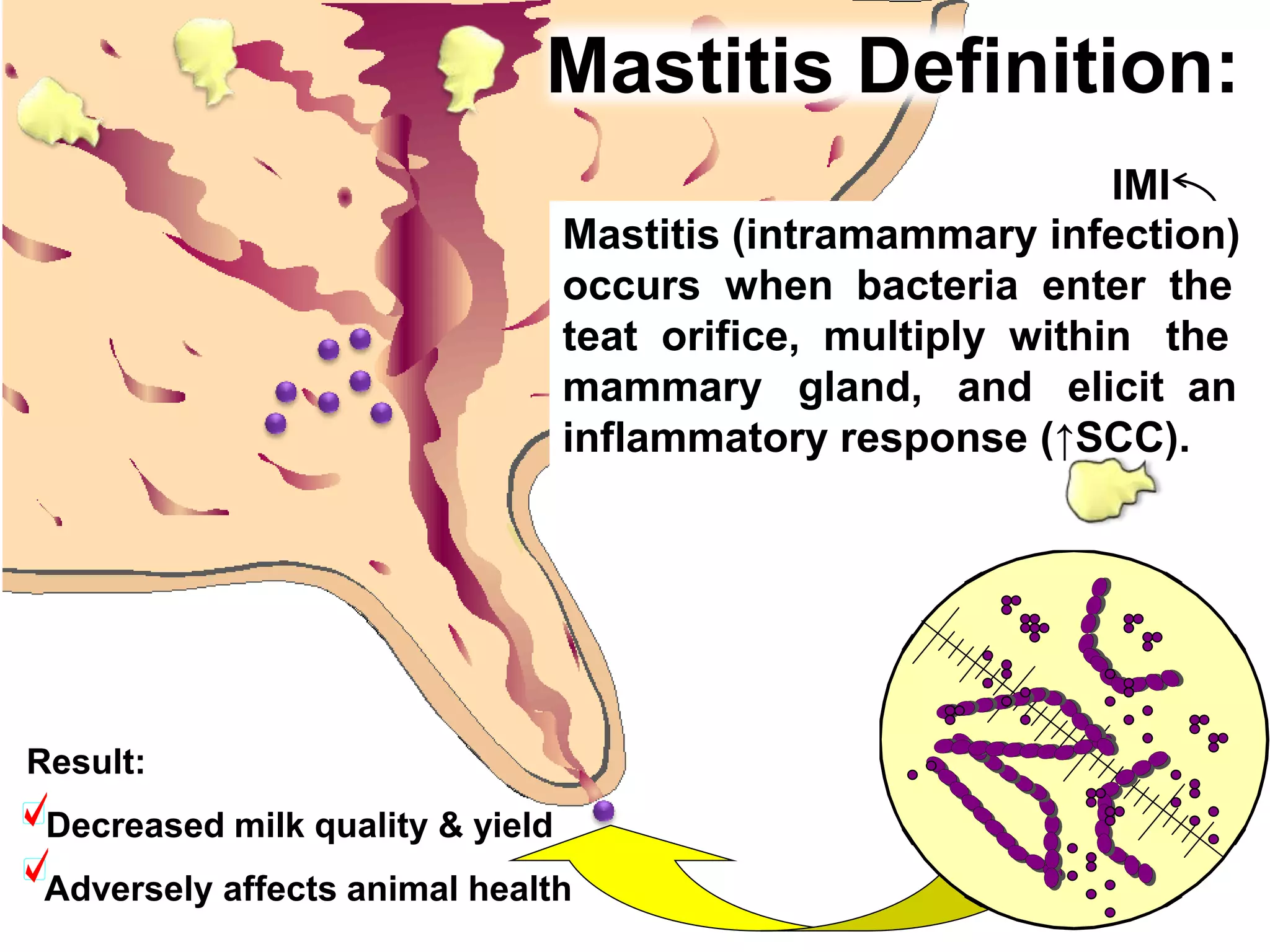 Proper Dry-Off Procedures to Prevent New Infections and Cure Existing ...