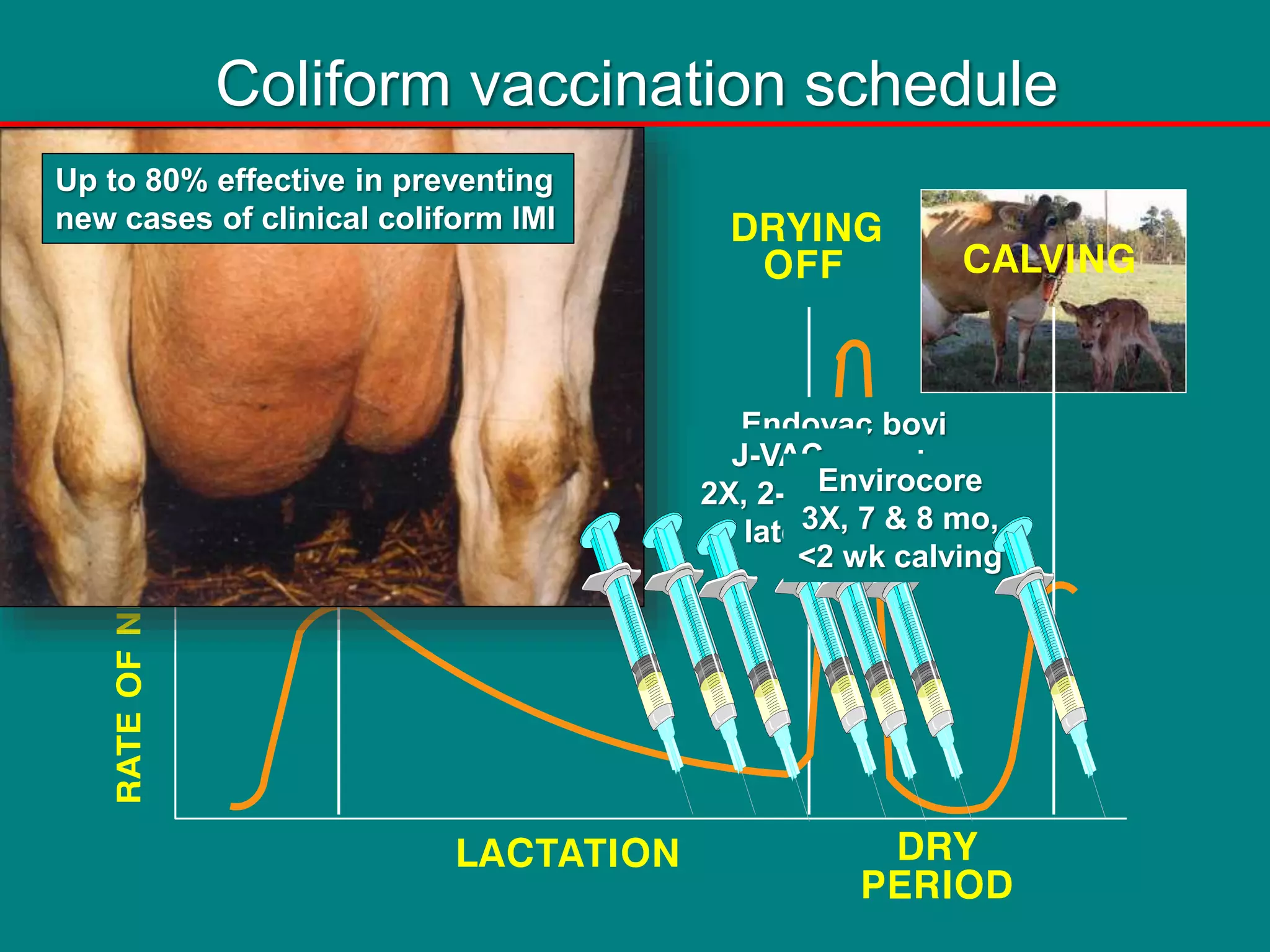Proper Dry-Off Procedures to Prevent New Infections and Cure Existing ...