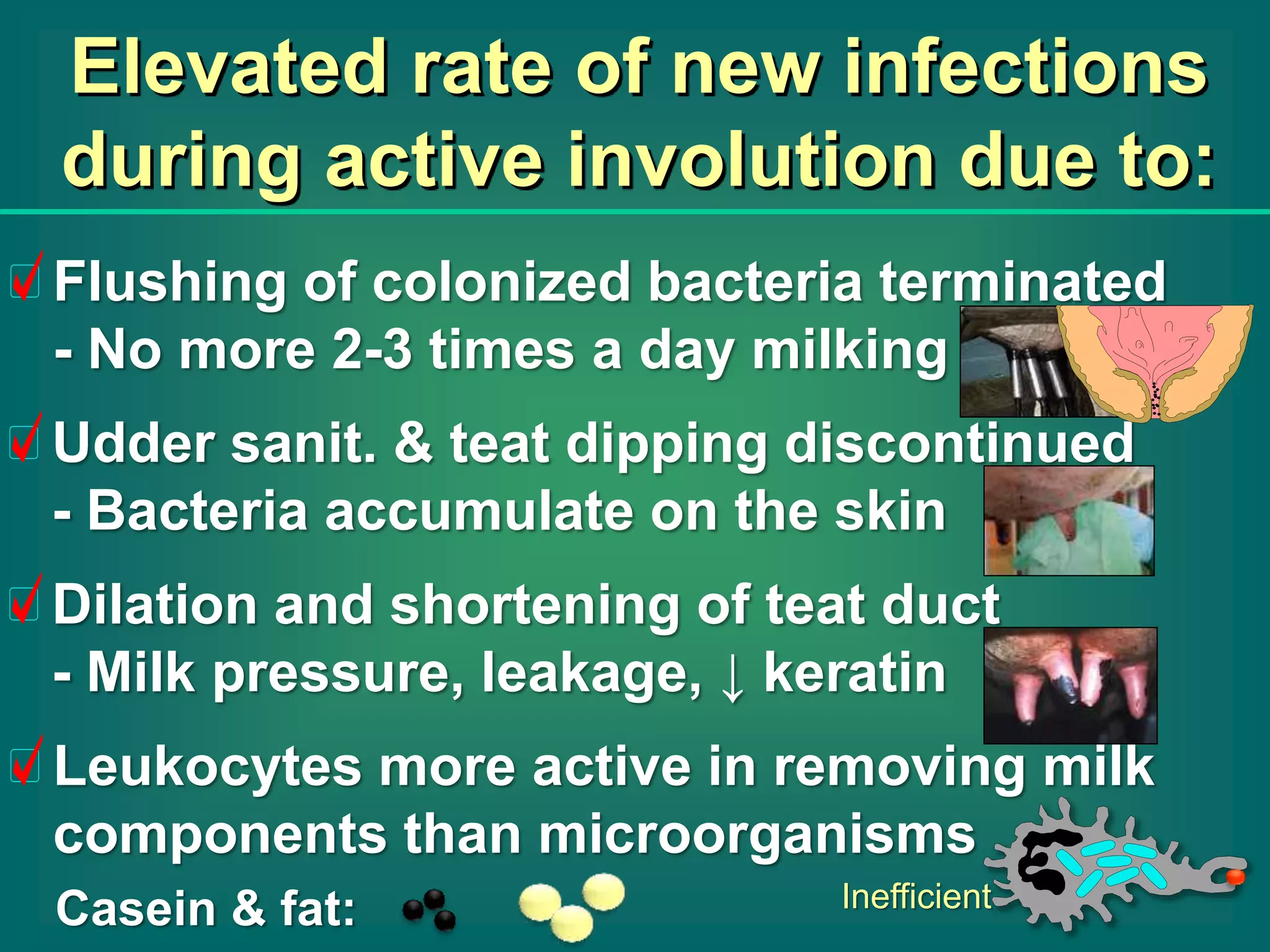 Proper Dry-Off Procedures to Prevent New Infections and Cure Existing ...
