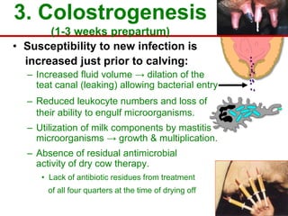 Proper Dry-Off Procedures to Prevent New Infections and Cure Existing ...