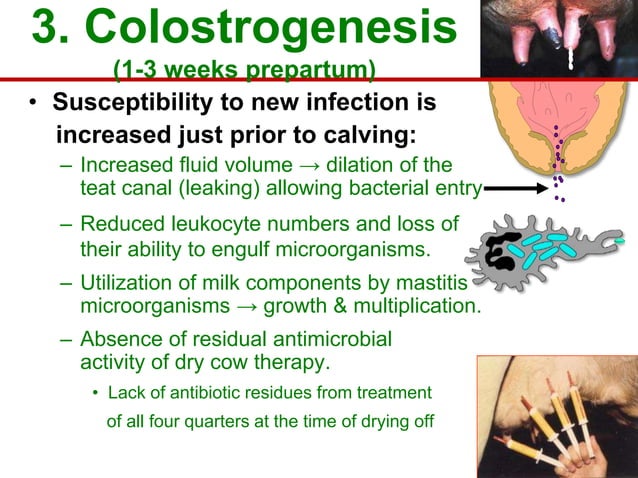 Proper Dry-Off Procedures to Prevent New Infections and Cure Existing ...