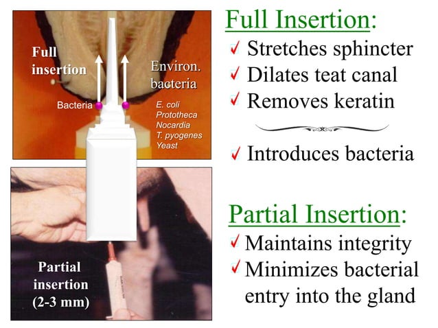 Proper Dry-Off Procedures to Prevent New Infections and Cure Existing ...
