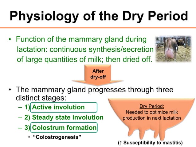 Proper Dry-Off Procedures to Prevent New Infections and Cure Existing ...