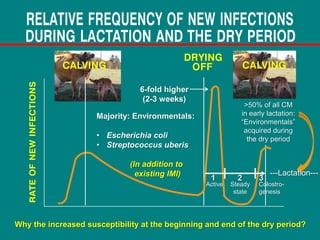Proper Dry-Off Procedures to Prevent New Infections and Cure Existing ...
