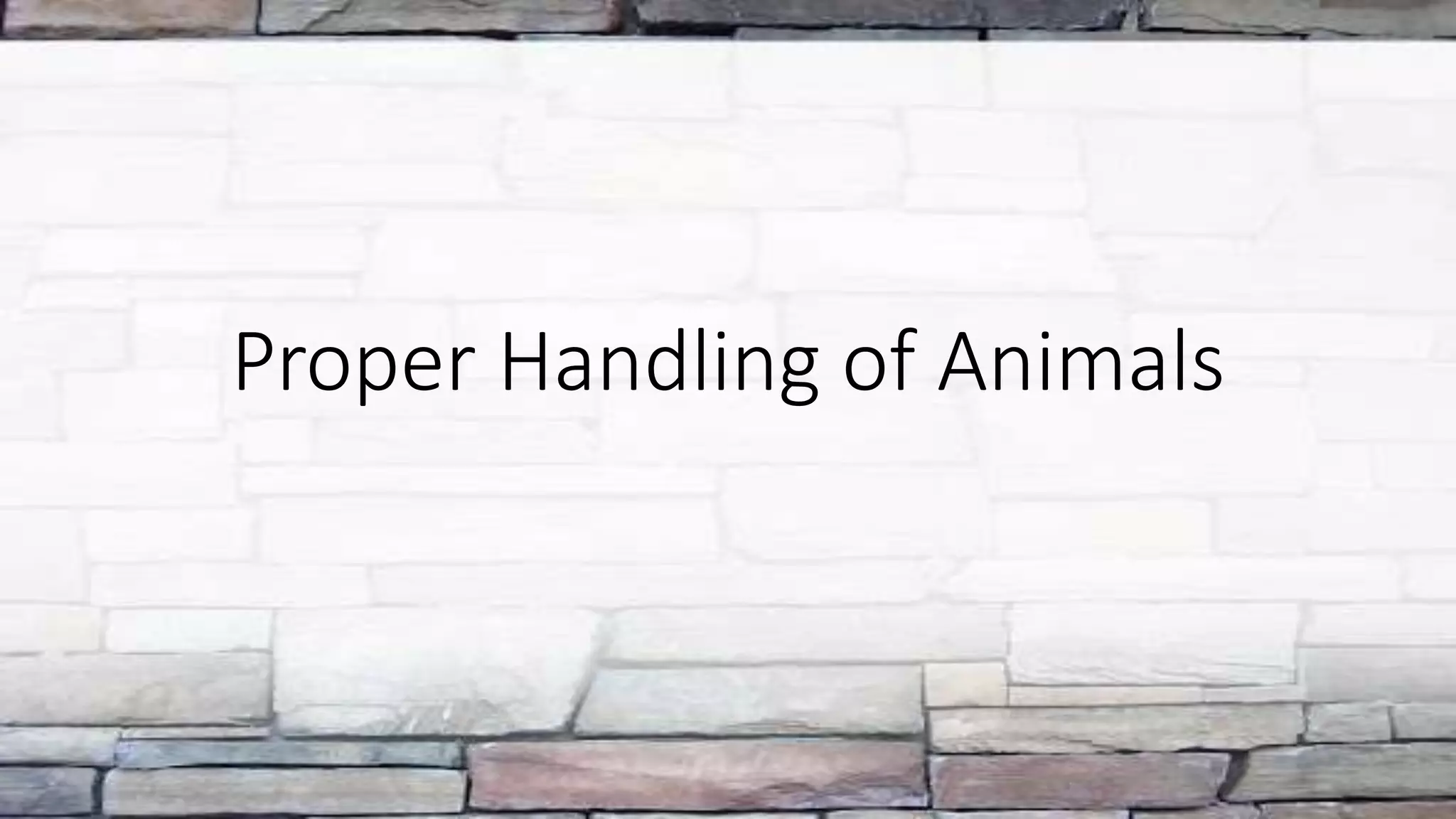 Proper Handling of Animals | PPTX