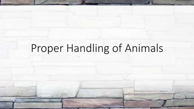 Proper Handling of Animals | PPTX