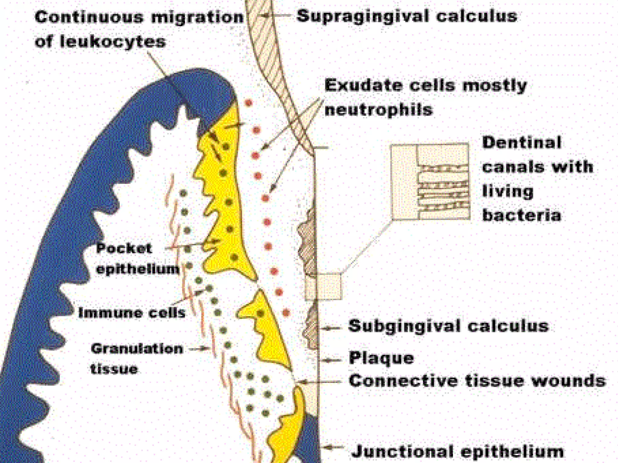 Proper Veterinary Periodontal Therapy - Technicians are the Key | PPT