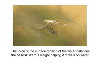 properties-of-water ppt | PPT