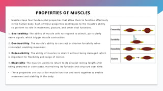 PROPERTIES AND FUNCTIONS OF MUSCLES.pptx