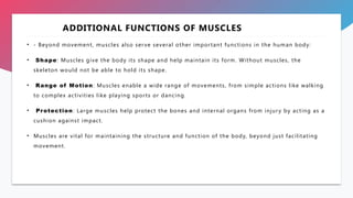 PROPERTIES AND FUNCTIONS OF MUSCLES.pptx