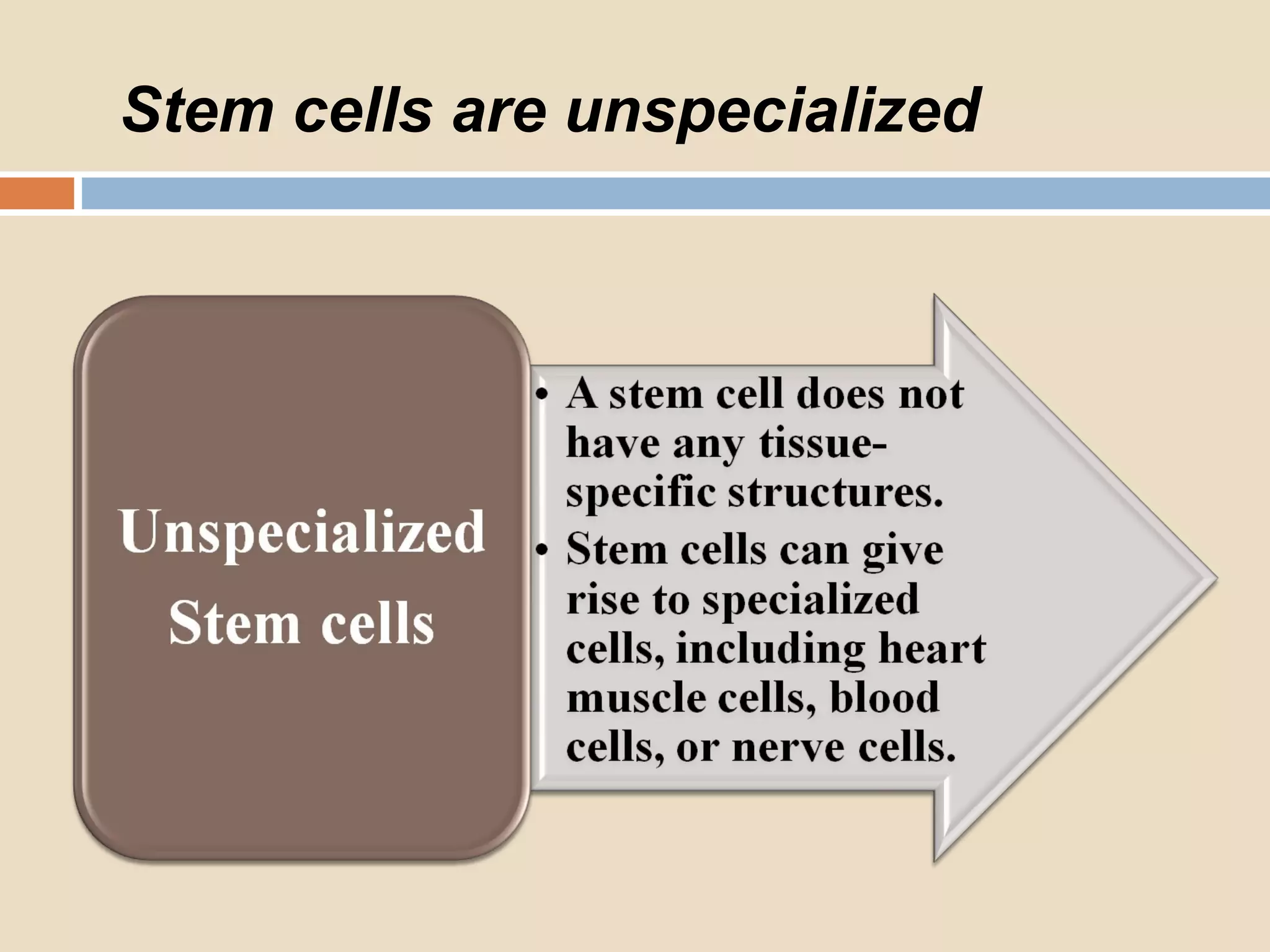 Properties and uses of stem cells | PPT