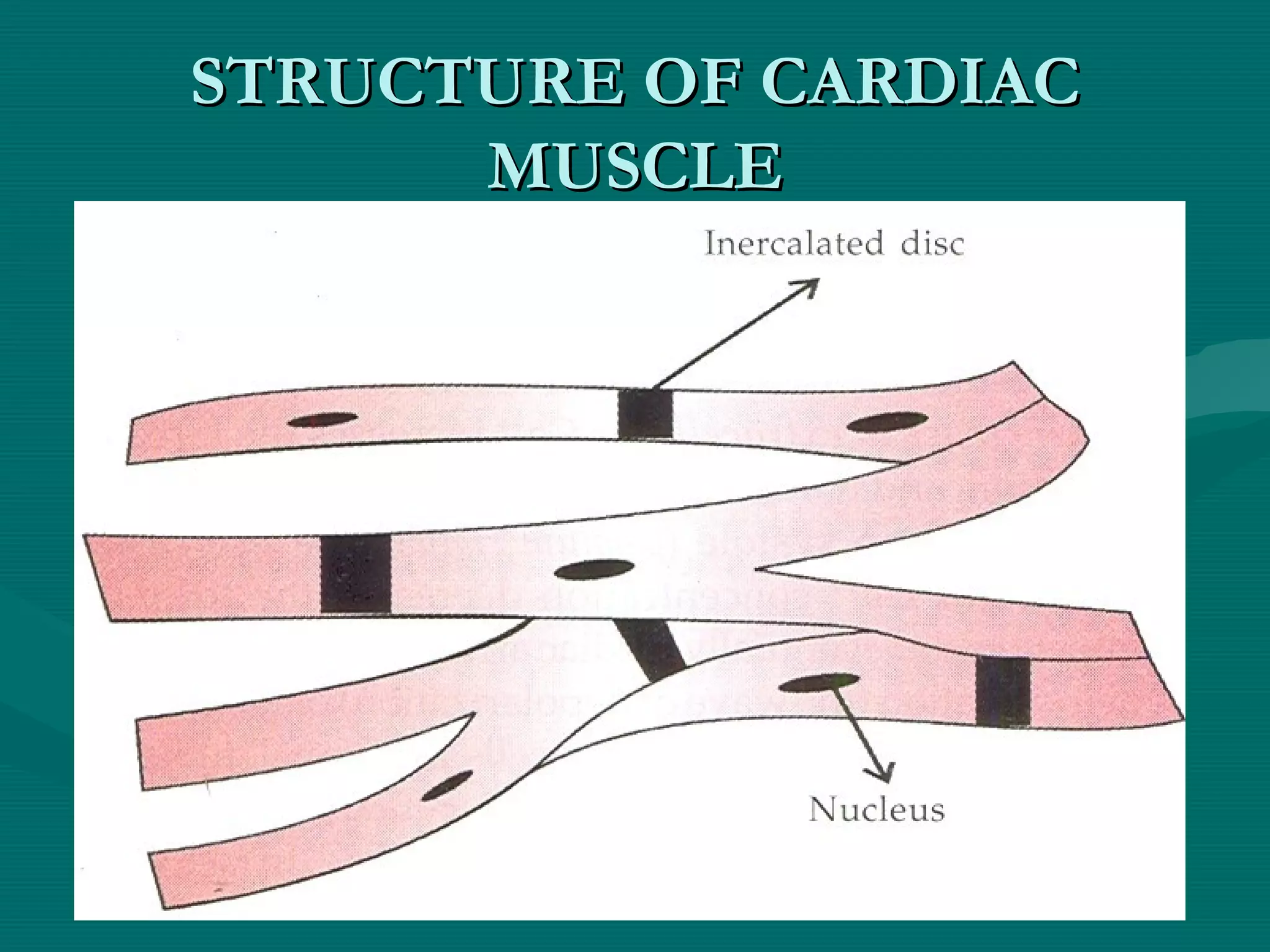 Properties of cardiac muscles | PPT