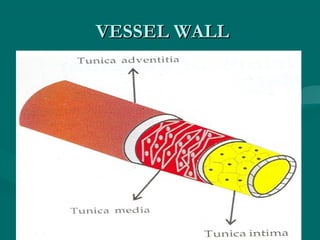 Properties of cardiac muscles | PPT