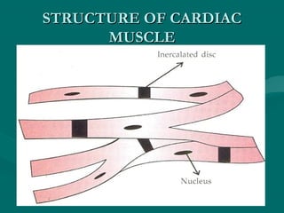 Properties of cardiac muscles | PPT