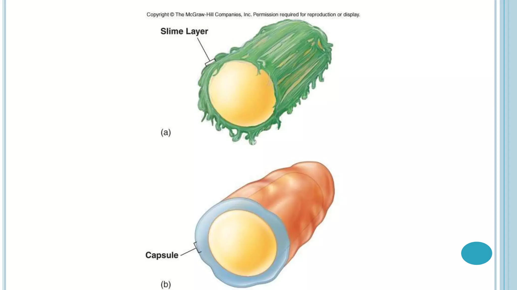 Properties of cells & cell membrane | PPTX