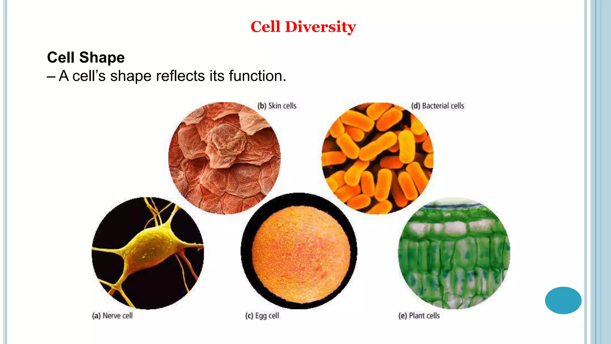Properties of cells & cell membrane | PPTX