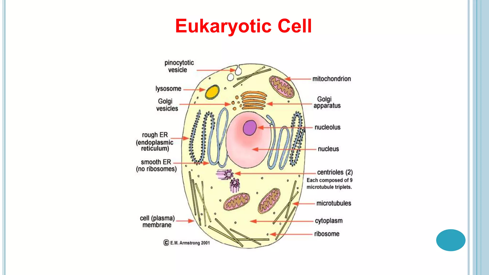 Properties of cells & cell membrane | PPTX