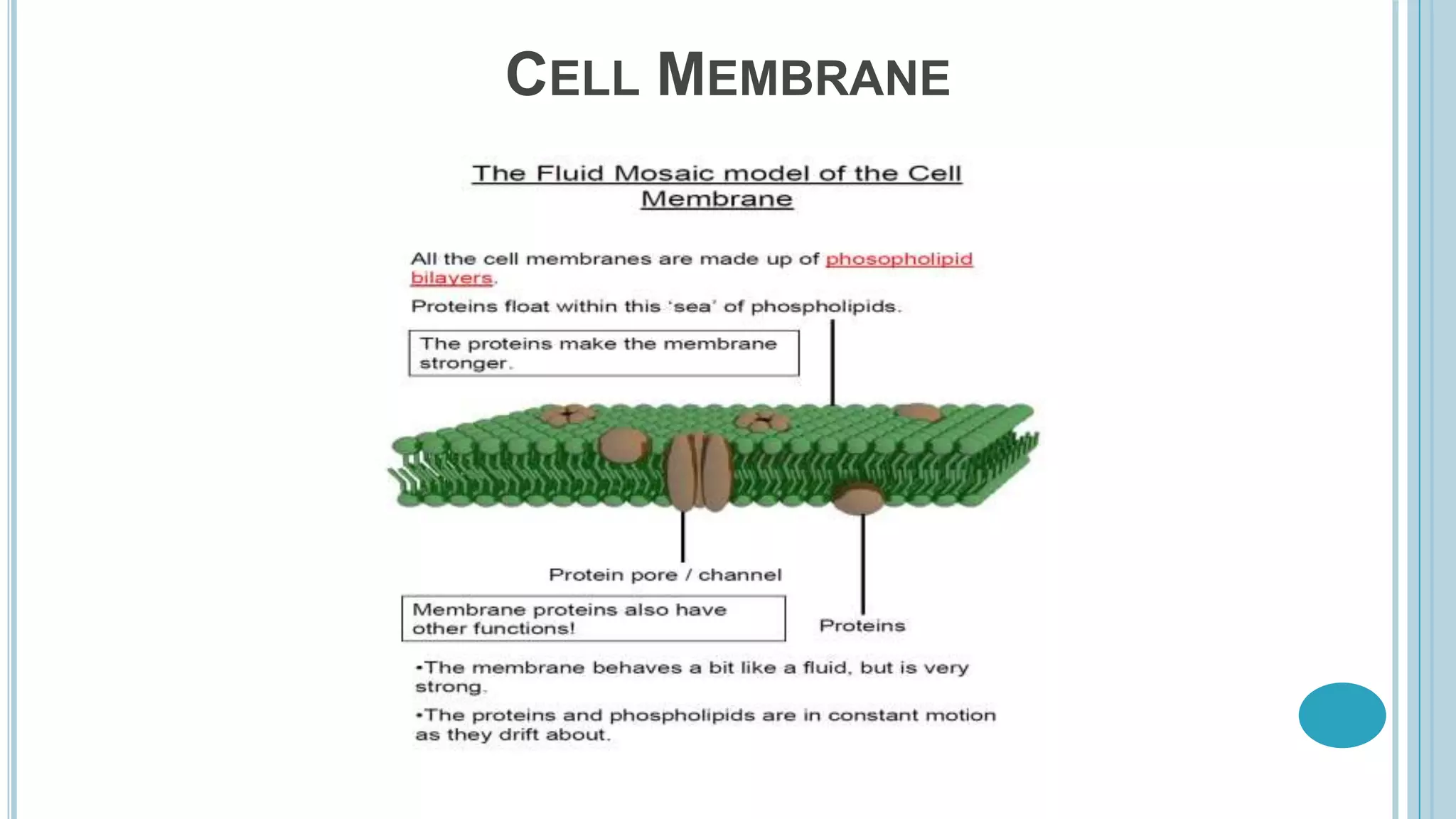 Properties of cells & cell membrane | PPTX