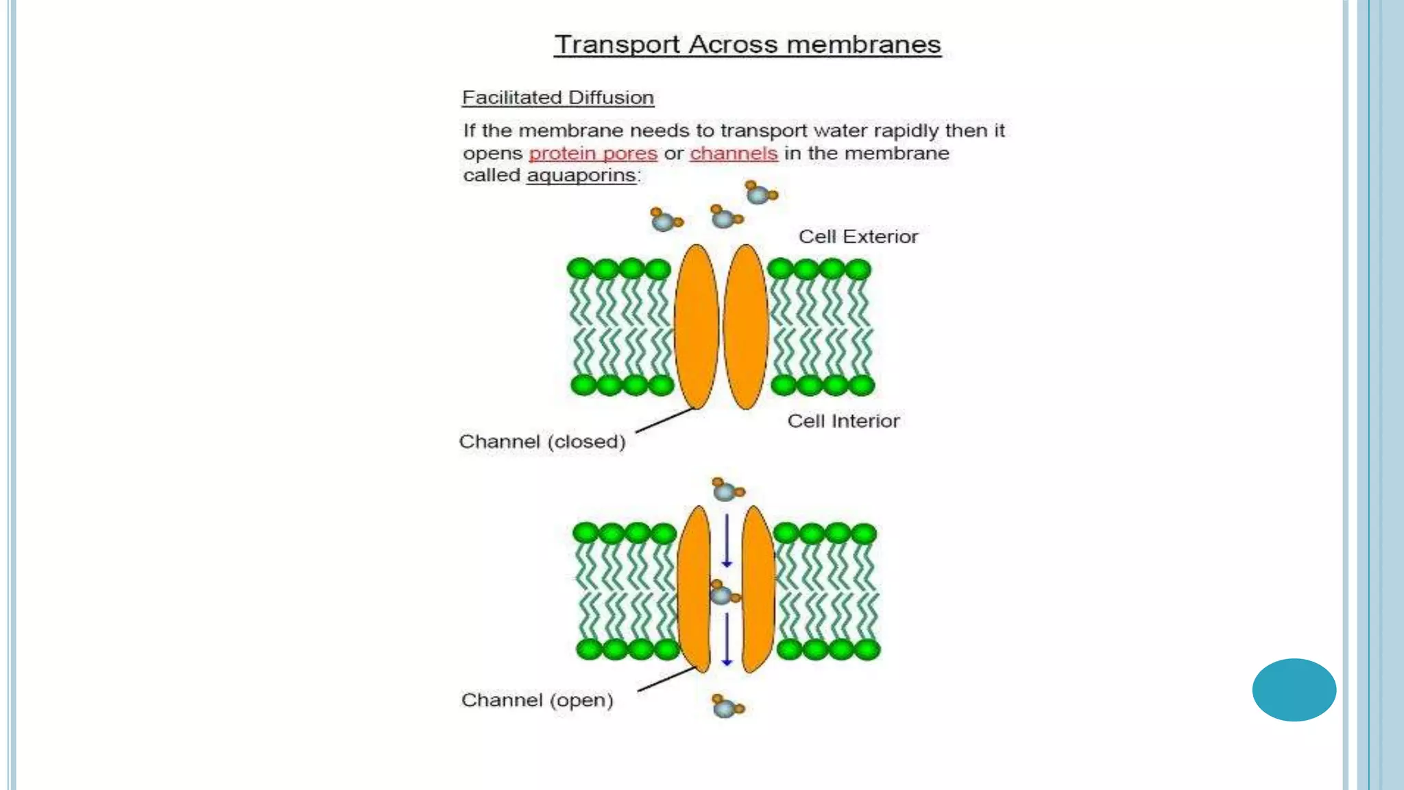 Properties of cells & cell membrane | PPTX
