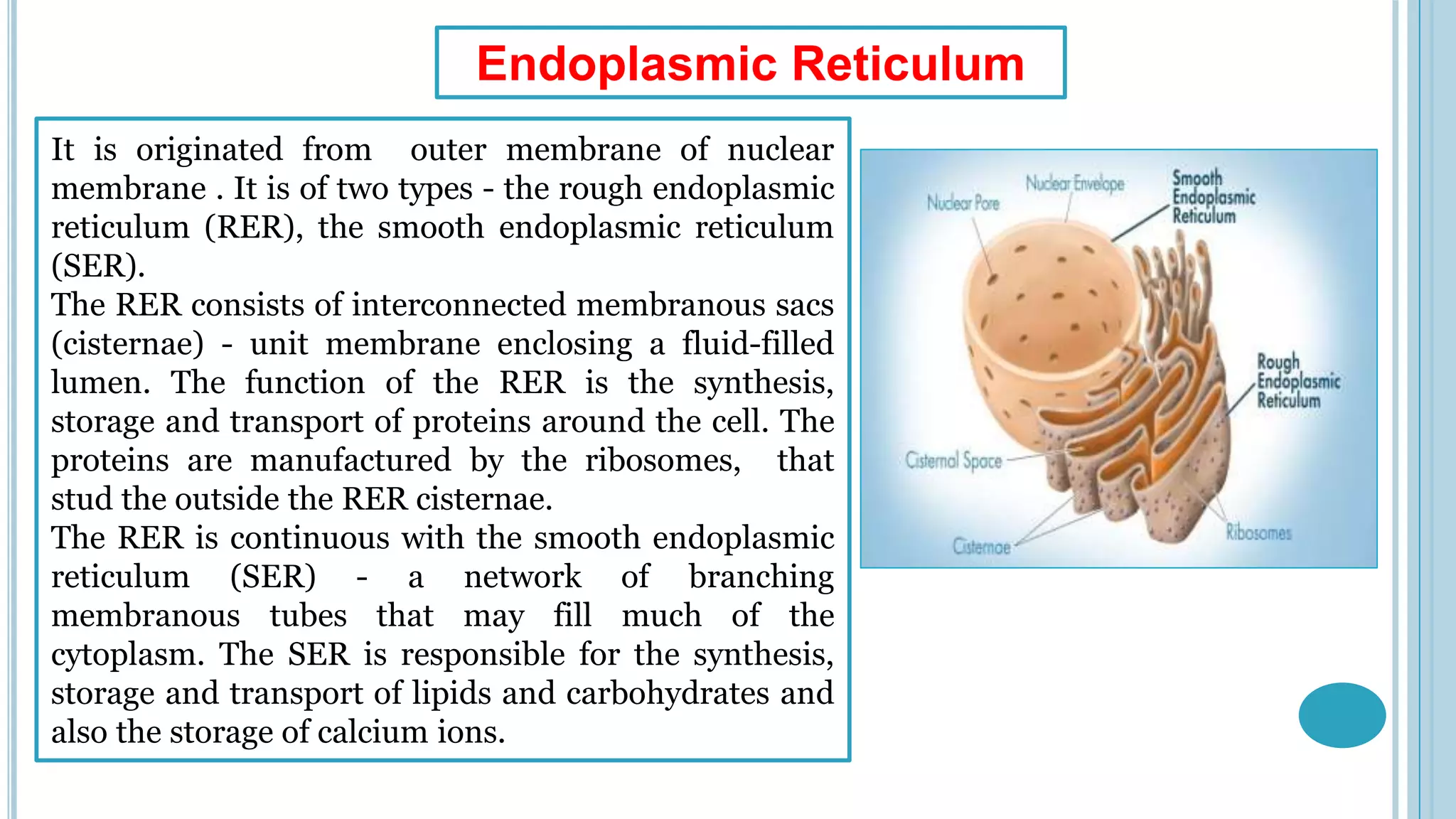 Properties of cells & cell membrane | PPTX