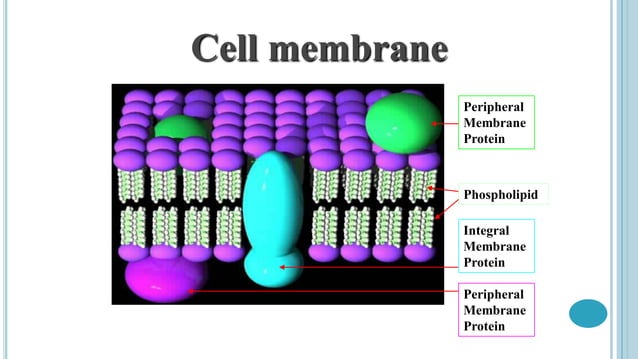 Properties of cells & cell membrane | PPTX