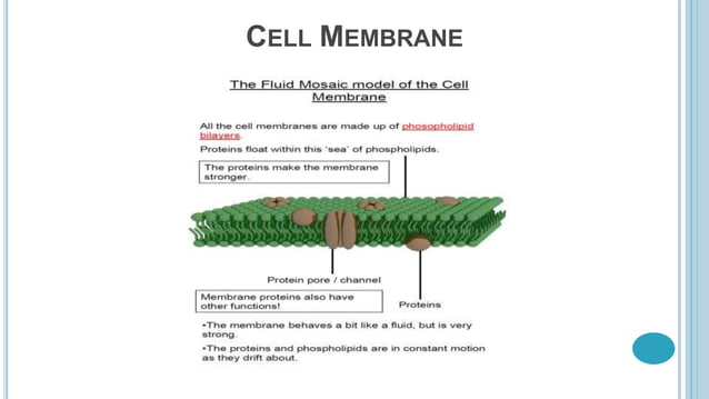 Properties of cells & cell membrane | PPTX