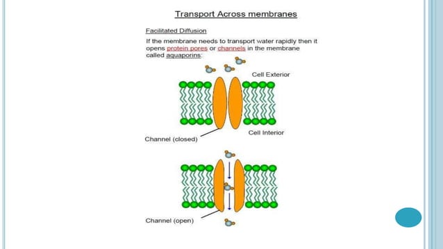 Properties of cells & cell membrane | PPTX