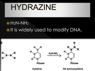 Properties of dna | PPTX