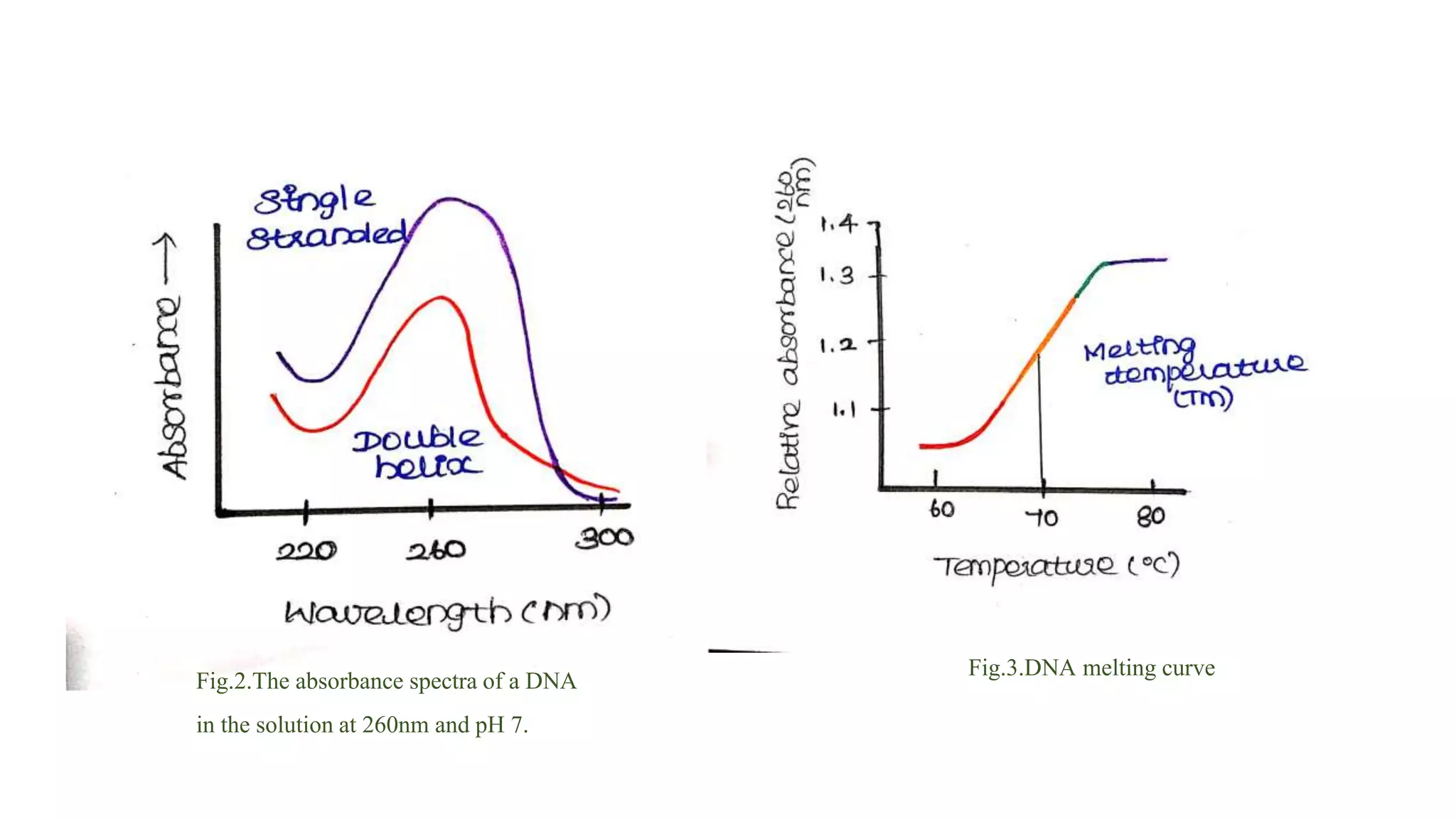 Properties of DNA.pptx