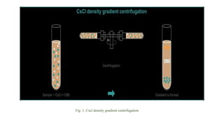 Properties of DNA.pptx