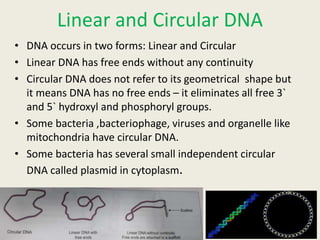 Properties of DNA[1] (1).pptx