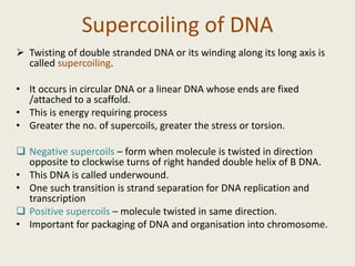 Properties of DNA[1] (1).pptx