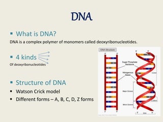 Properties of DNA[1] (1).pptx