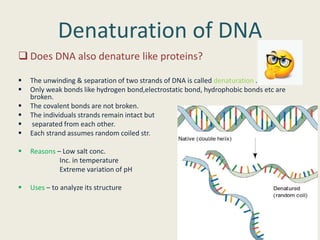 Properties of DNA[1] (1).pptx