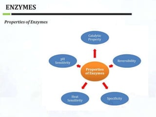 Properties of enzymes | PPTX