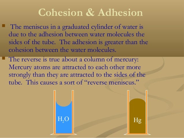Cohesion And Adhesion Meniscus