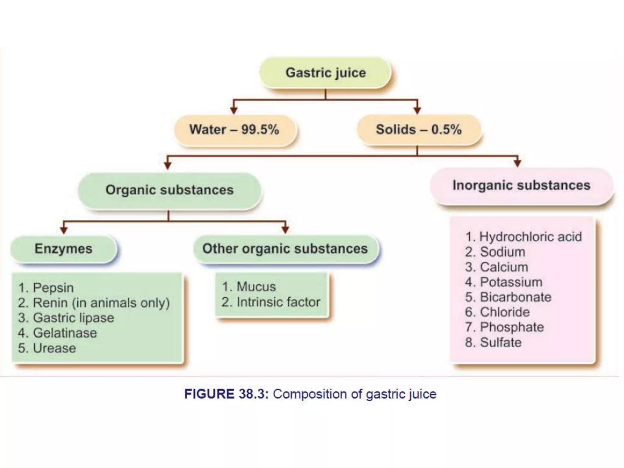 Properties of gastric juice, composition of gastric juice and functions ...