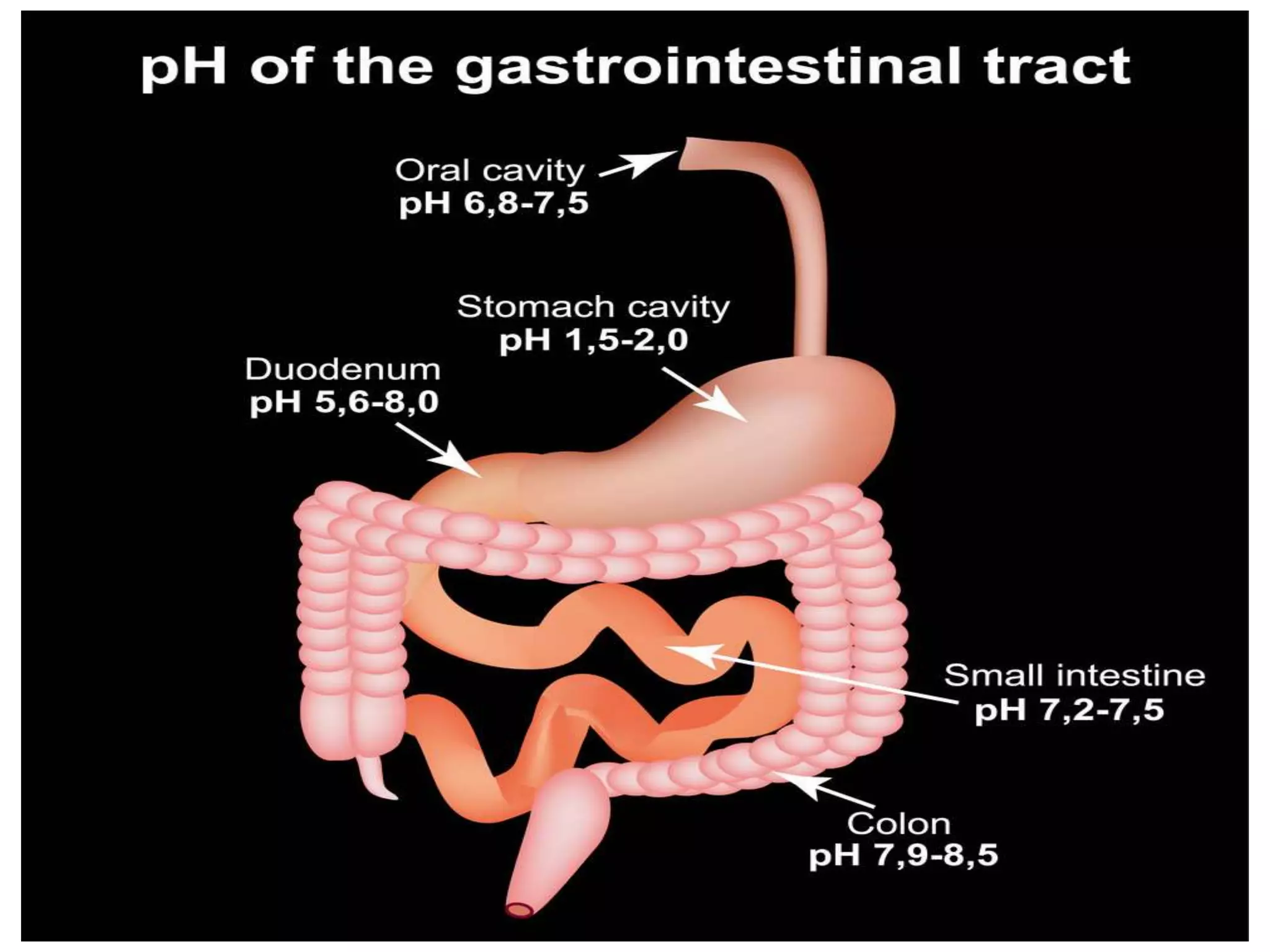 Properties of gastric juice, composition of gastric juice and functions ...