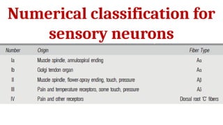 PROPERTIES OF NERVE FIBERS BY DR K AMBAREESHA.ppsx