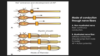 PROPERTIES OF NERVE FIBRE- NEUROLOGICAL PHYSIOLOGY | PPTX
