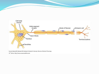 PROPERTIES OF NERVE FIBRES.pptx