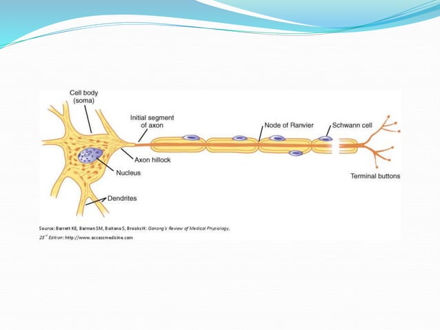 PROPERTIES OF NERVE FIBRES.pptx | Chemistry | Science